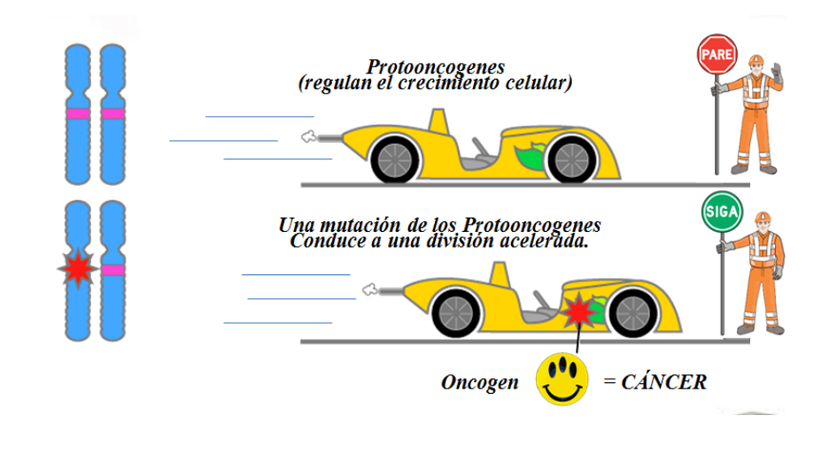 BASES MOLECULARES DEL CÁNCER: 4. Mecanismos 4a. Mecanismos de los ...