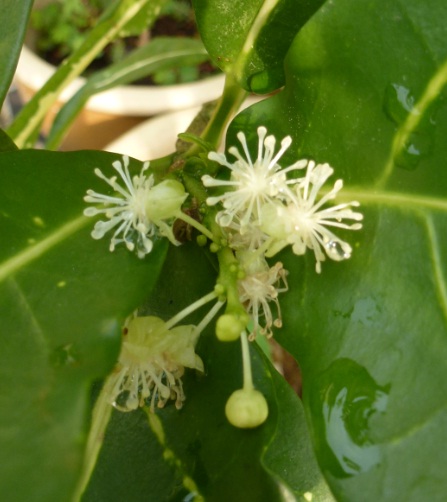 Greenfingers: Bunga Puding Kembang