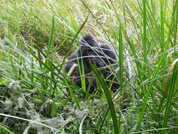 Nibelle et Baudouin: Gorilles des plaines au Congo...