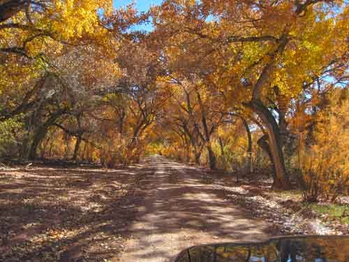 Retired--Now What?: Rio Grande Bosque, New Mexico