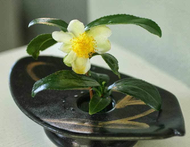 Steph's Cup of Tea: Tea Blossom