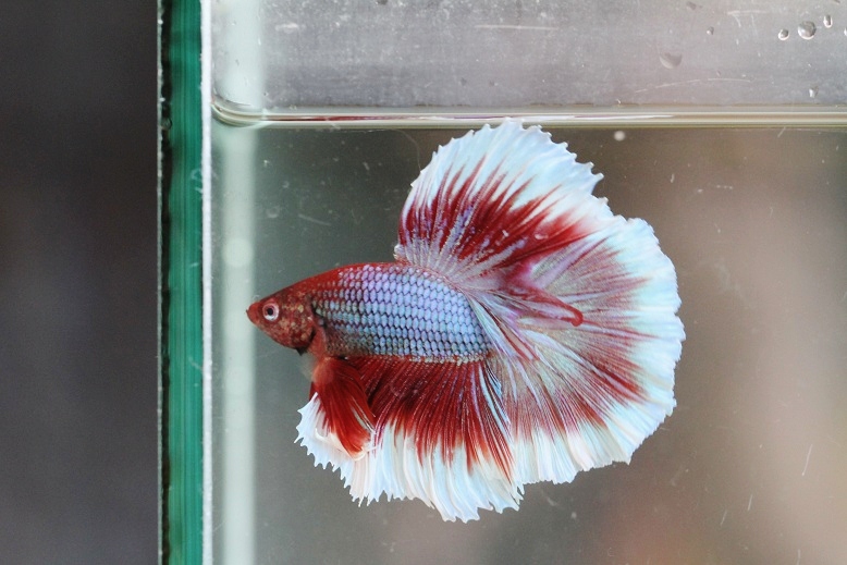 Brunei Bettas: Salamander Halfmoon show-betta for sale!!$60!!(soldout)