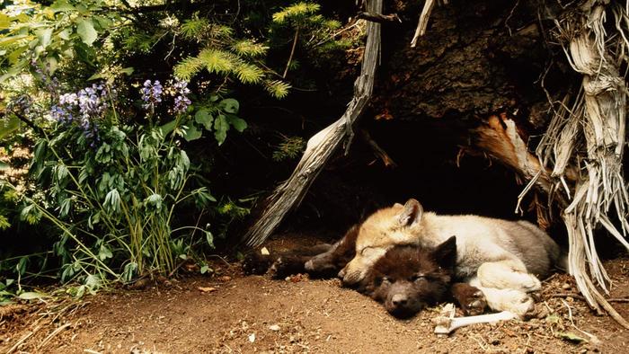 White Wolf : These 10 Sleepy Wolves Decided To Use Each Other As Pillows.