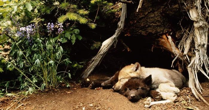 White Wolf : These 10 Sleepy Wolves Decided To Use Each Other As Pillows.