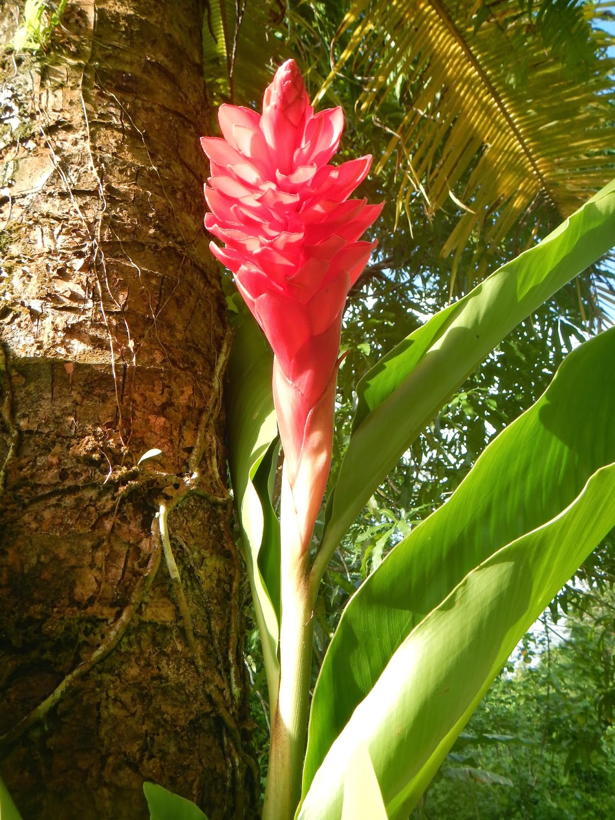 Hedgpeth: Flowers of Pohnpei