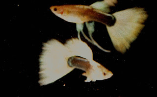 GUPPY RIO: GUPPY RIO Charleston Chaves