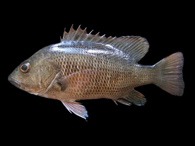 FRESHWATER FISHES OF SRI LANKA