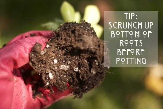 DIY // Repotting Succulents