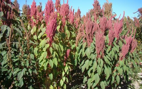 Tecnologias Rurales: Consumo del amaranto, esencial en la alimentación ...