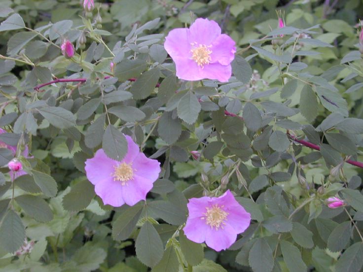 Field Biology in Southeastern Ohio: Some Ohio Roses