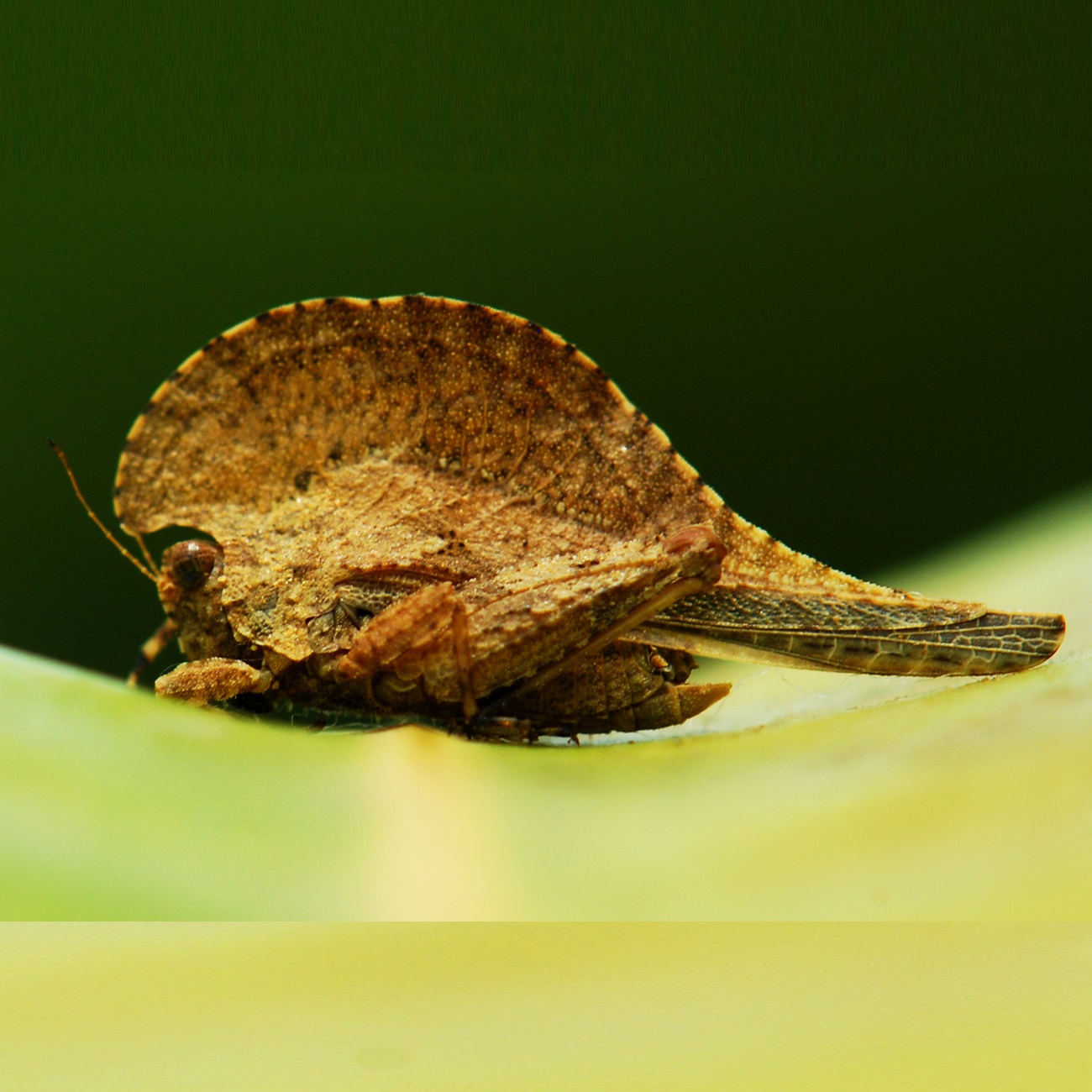 Tetrigidae Pygmy Grasshopper