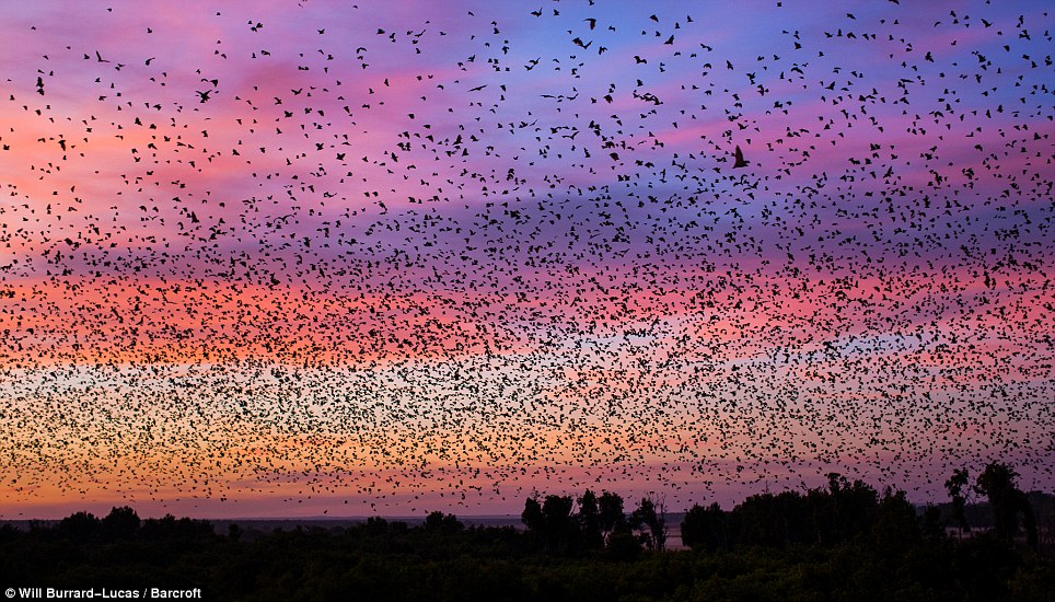 White Wolf : Spectacular scenes as eight million bats flock together in ...