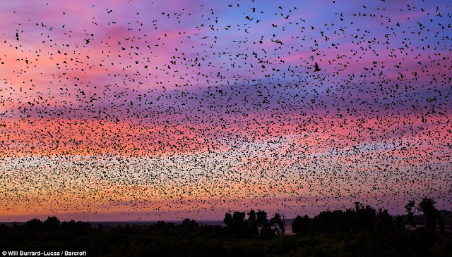 White Wolf : Spectacular scenes as eight million bats flock together in ...