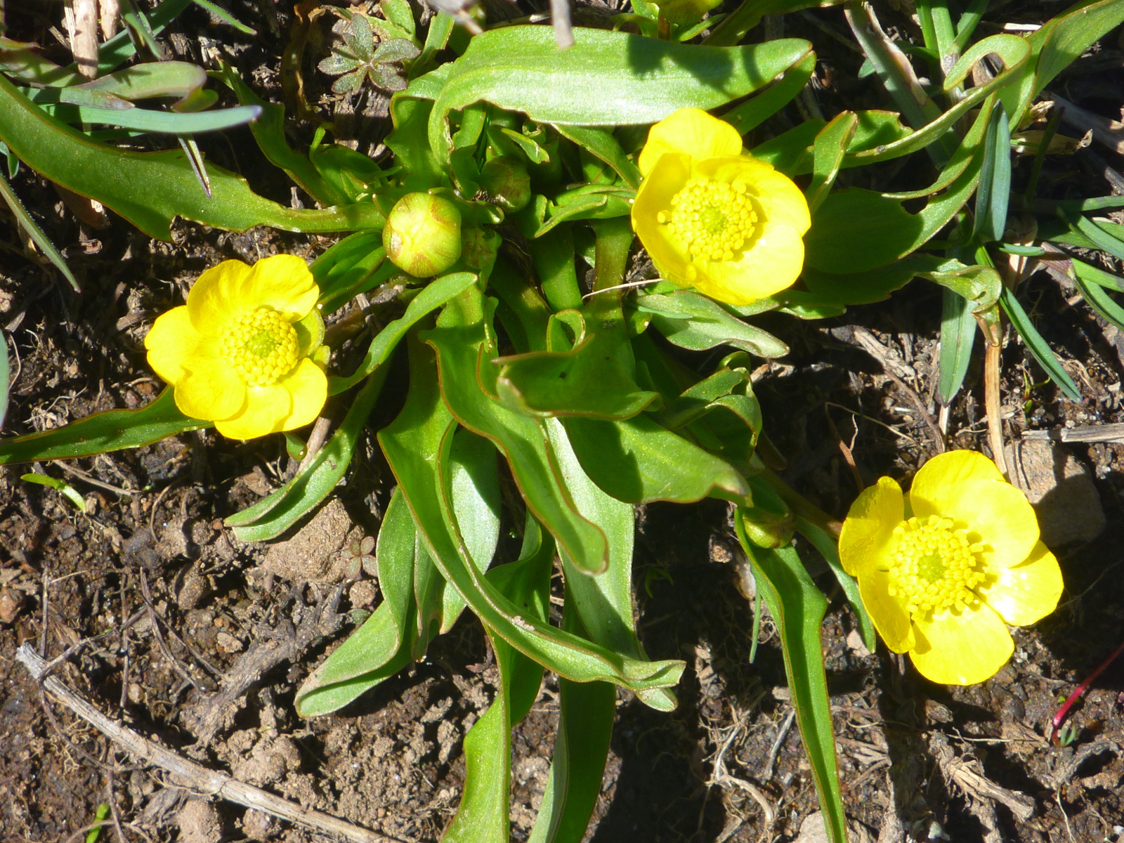 Trailing Ahead: Martis Creek Loop: in-between and beyond