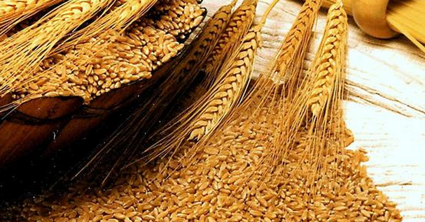 7 Manfaat Gandum bagi Ibu Menyusui - mastimon.com