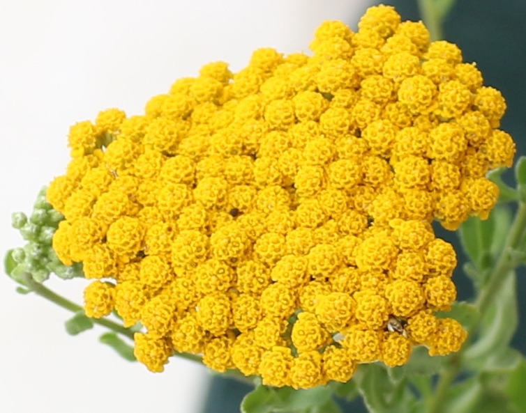 a terra e a gente: Marcelas