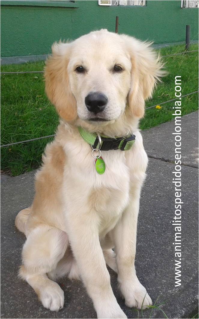 Animalitos Perdidos en Colombia: PERDIDO BOGOTÁ - PERRO CACHORRO GOLDEN ...