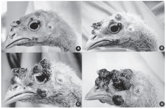 Eye Opener: Pathology - Birds