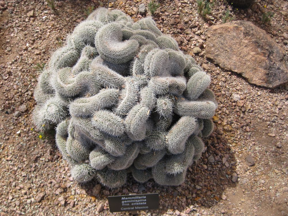 Notes from Norma: Desert Plants