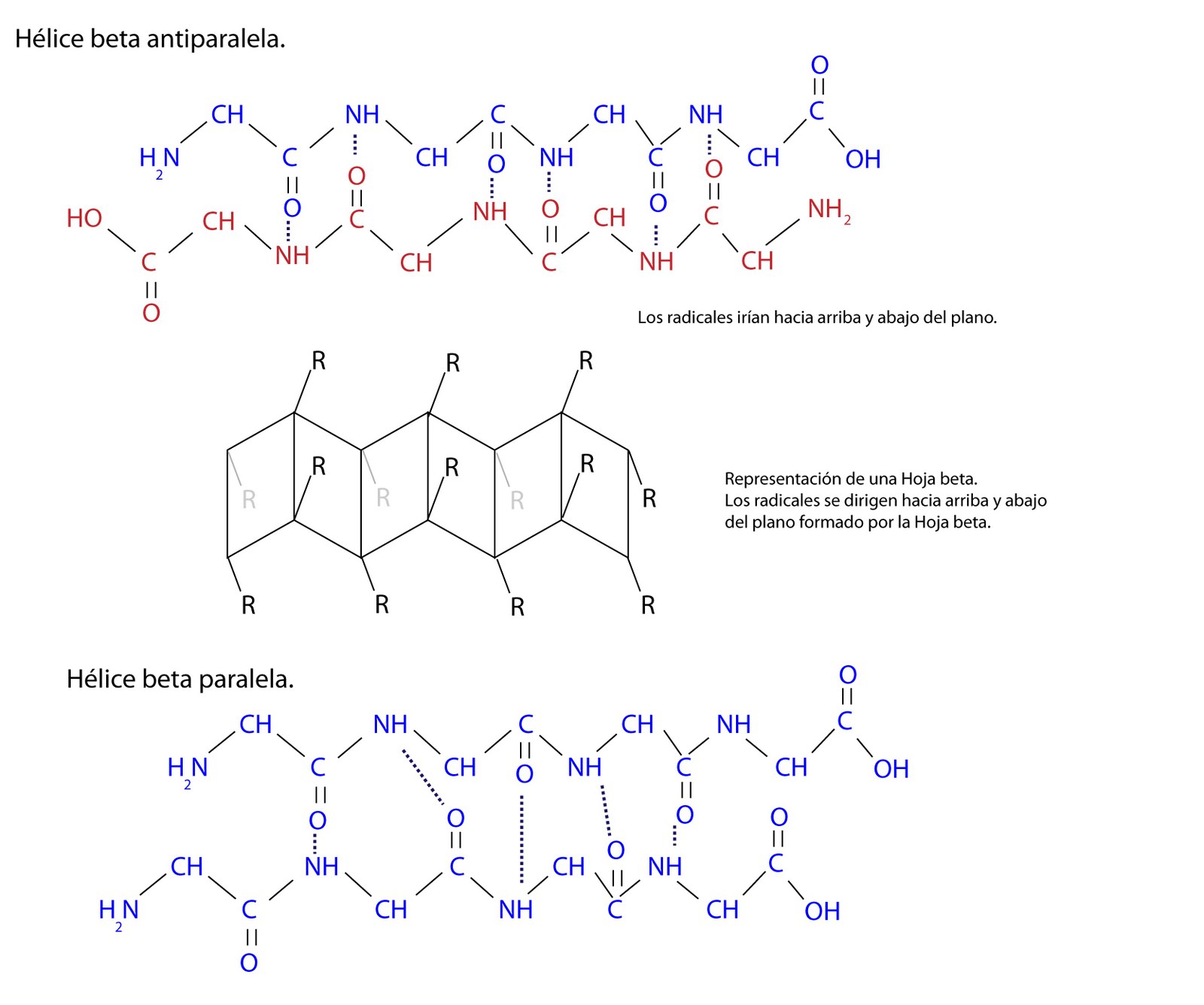 el moderno prometeo: Proteínas: conformación y estructura.