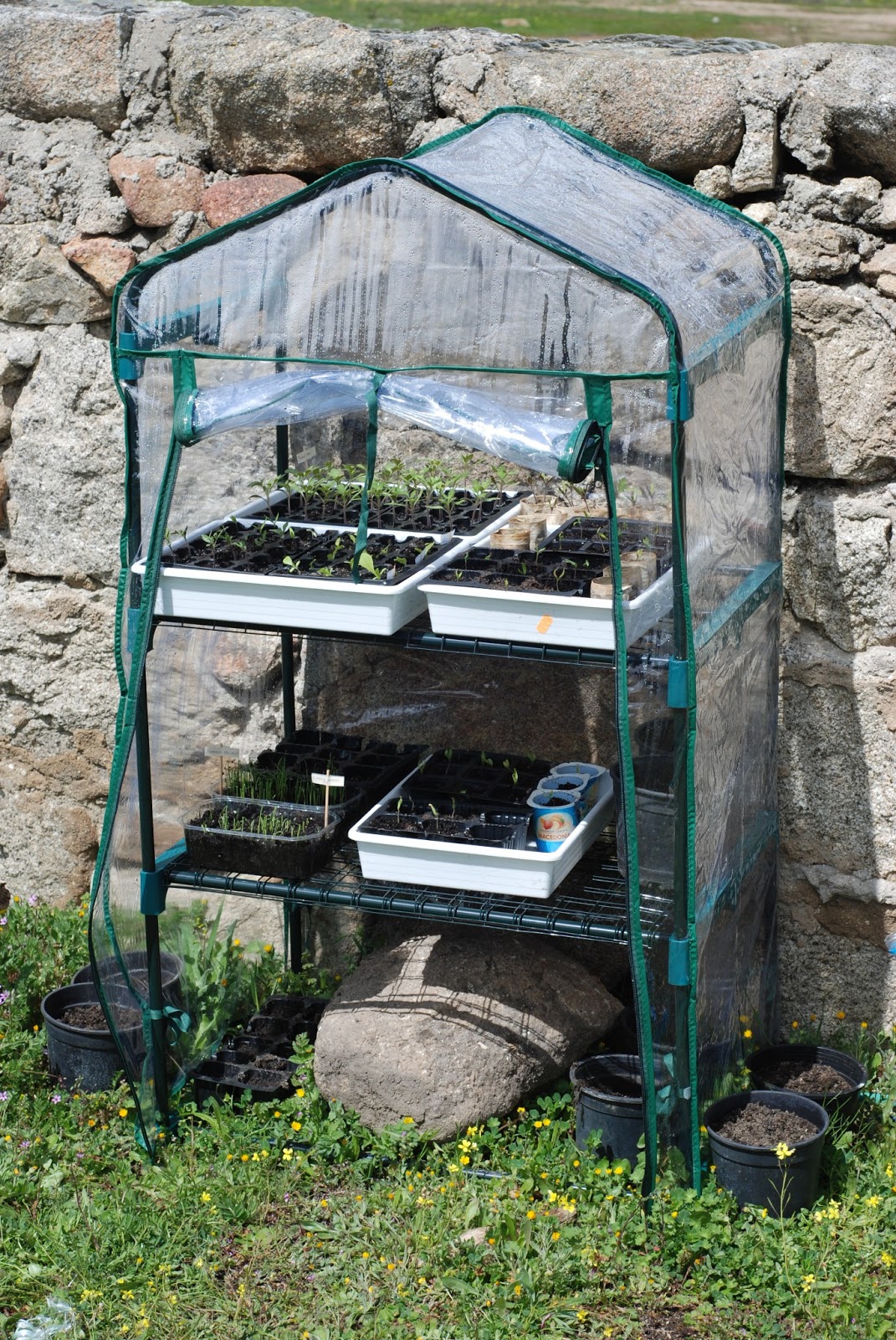 Horta orgânica: Semilleros