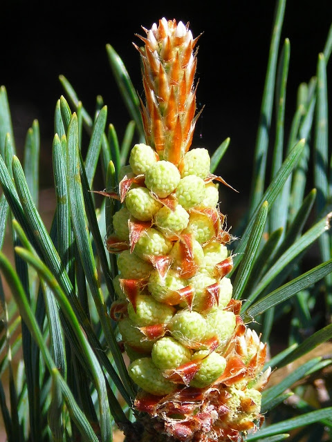 Adirondack Journal: Scots Pine Pollen Gathering