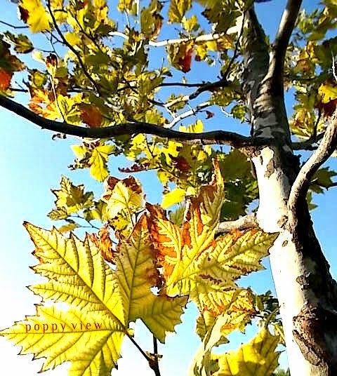 poppy view: Floral Friday: All About Foliage