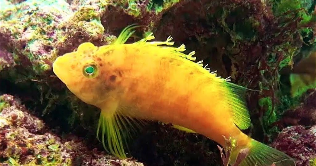 Aqua AMA Aquarium: Hawk Fish