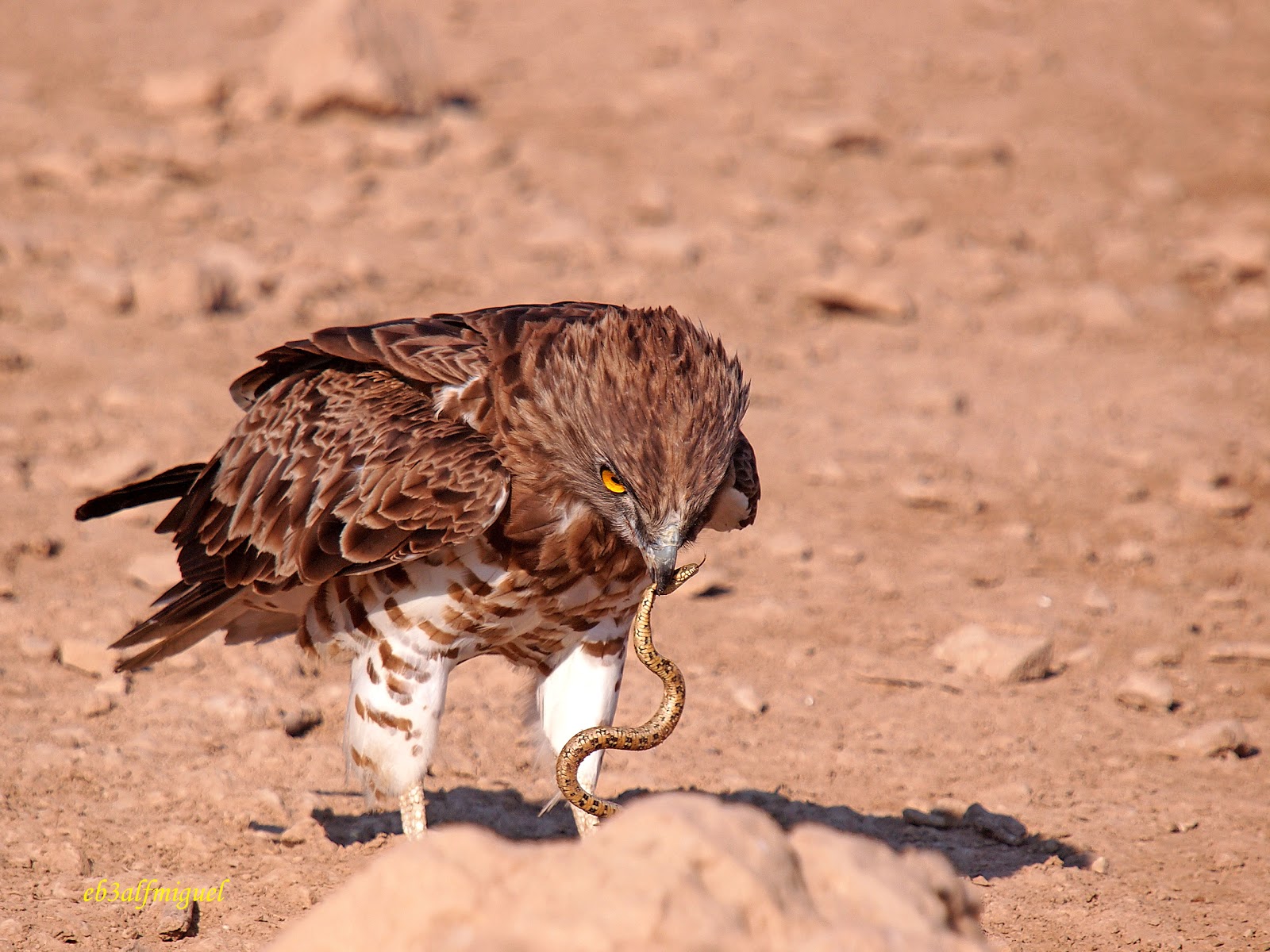 MIS AMIGAS LAS AVES: Aguila culebrera europea (Circaetus gallicus)