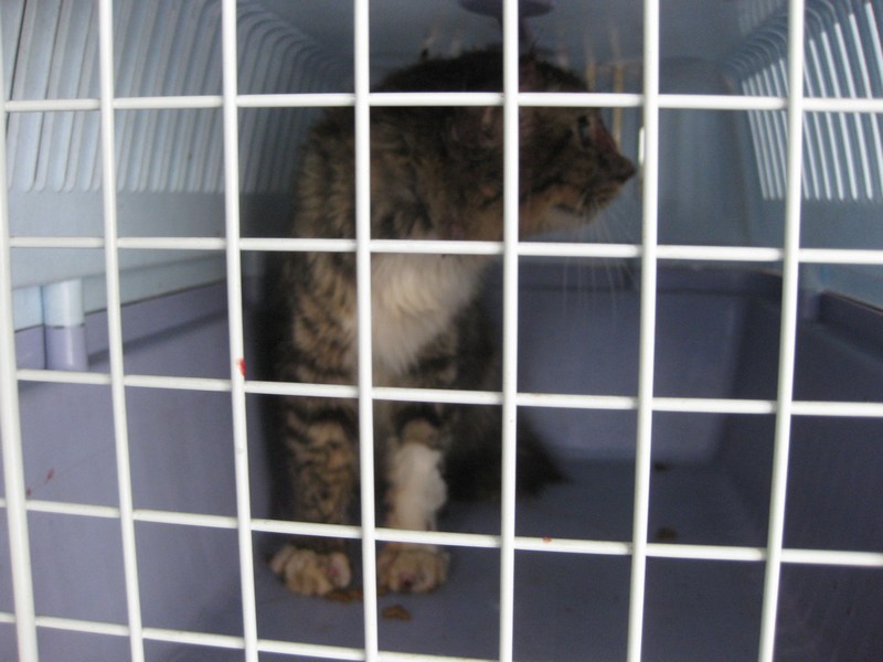 Burt, a male cat with Sporotrichosis (Norshidah's) - AnimalCare