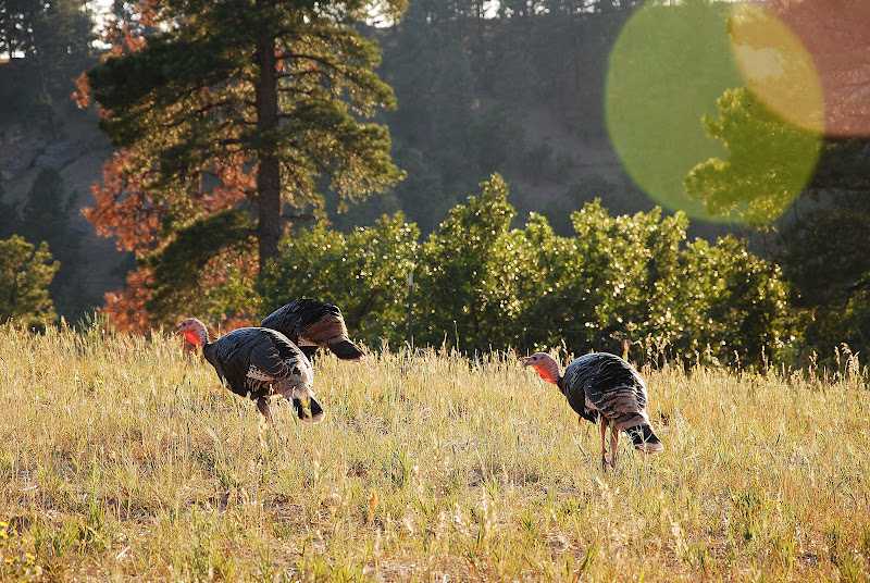 Postcards from the RV: Devils Tower and Deadwood Gulch