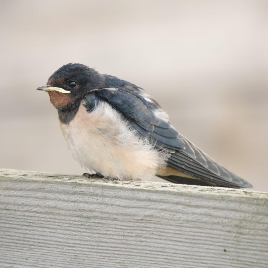 BOULTHAM MERE: EURASIAN SWALLOW