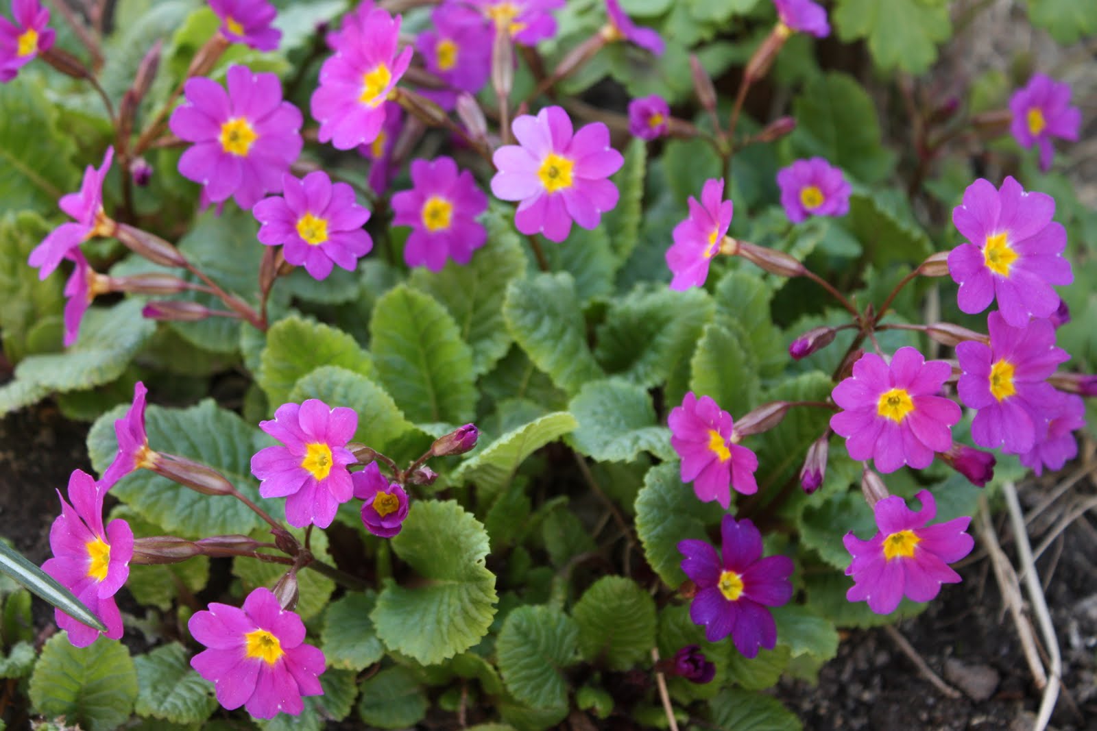 Kärleksstigen: Vivor