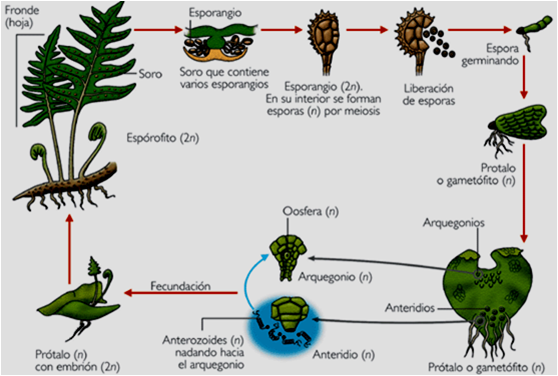 Biologia: Gametos Vegetales