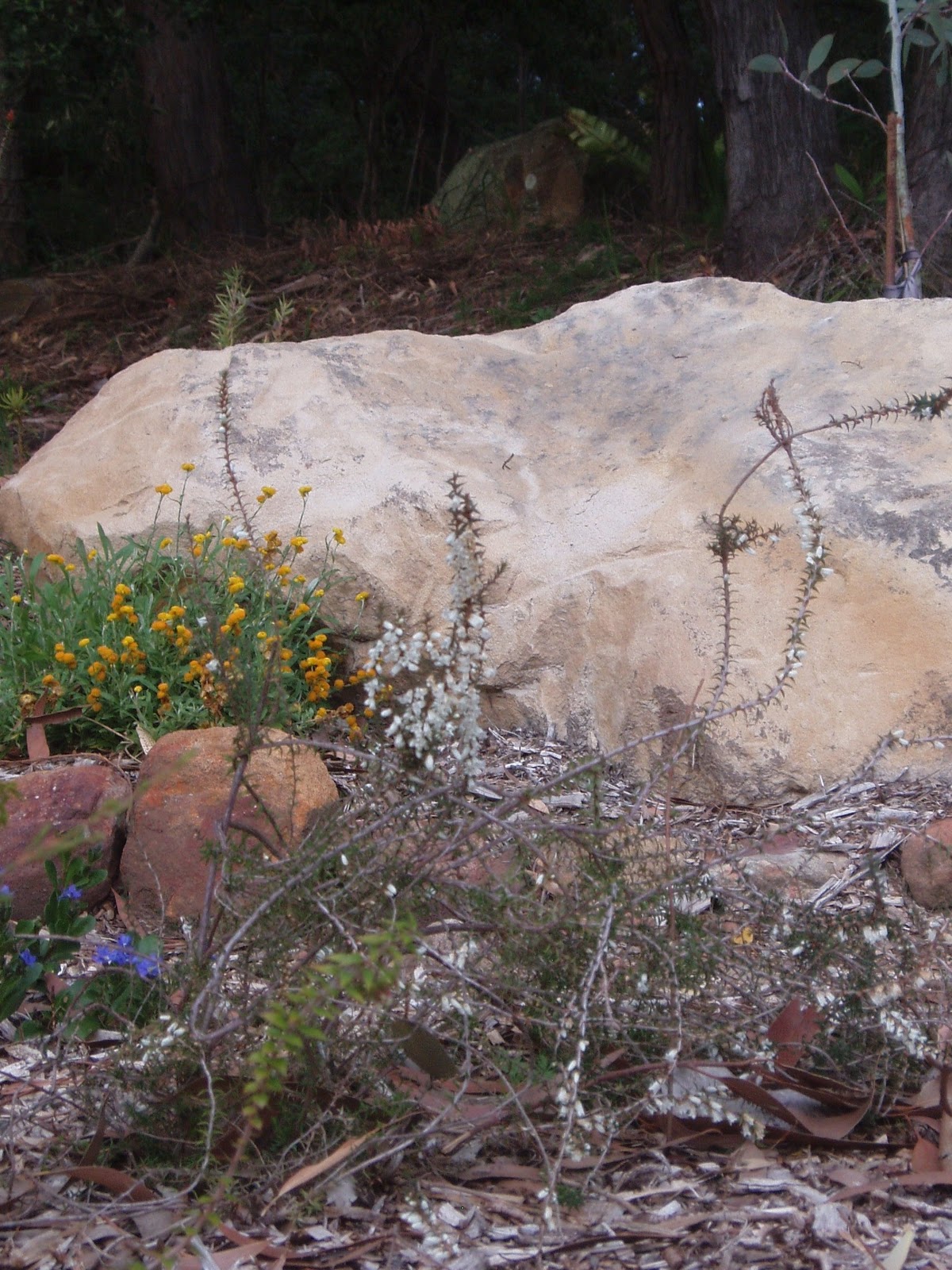 Try growing: Epacris | Growing Illawarra Natives