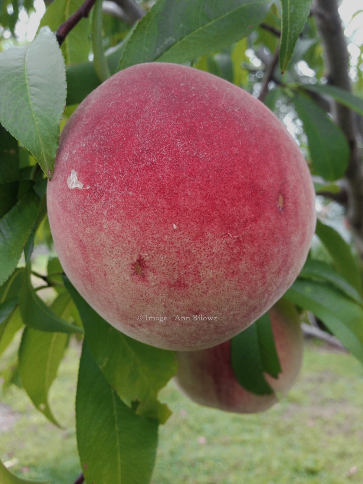 Annie's Gardening Corner: Nature’s Way