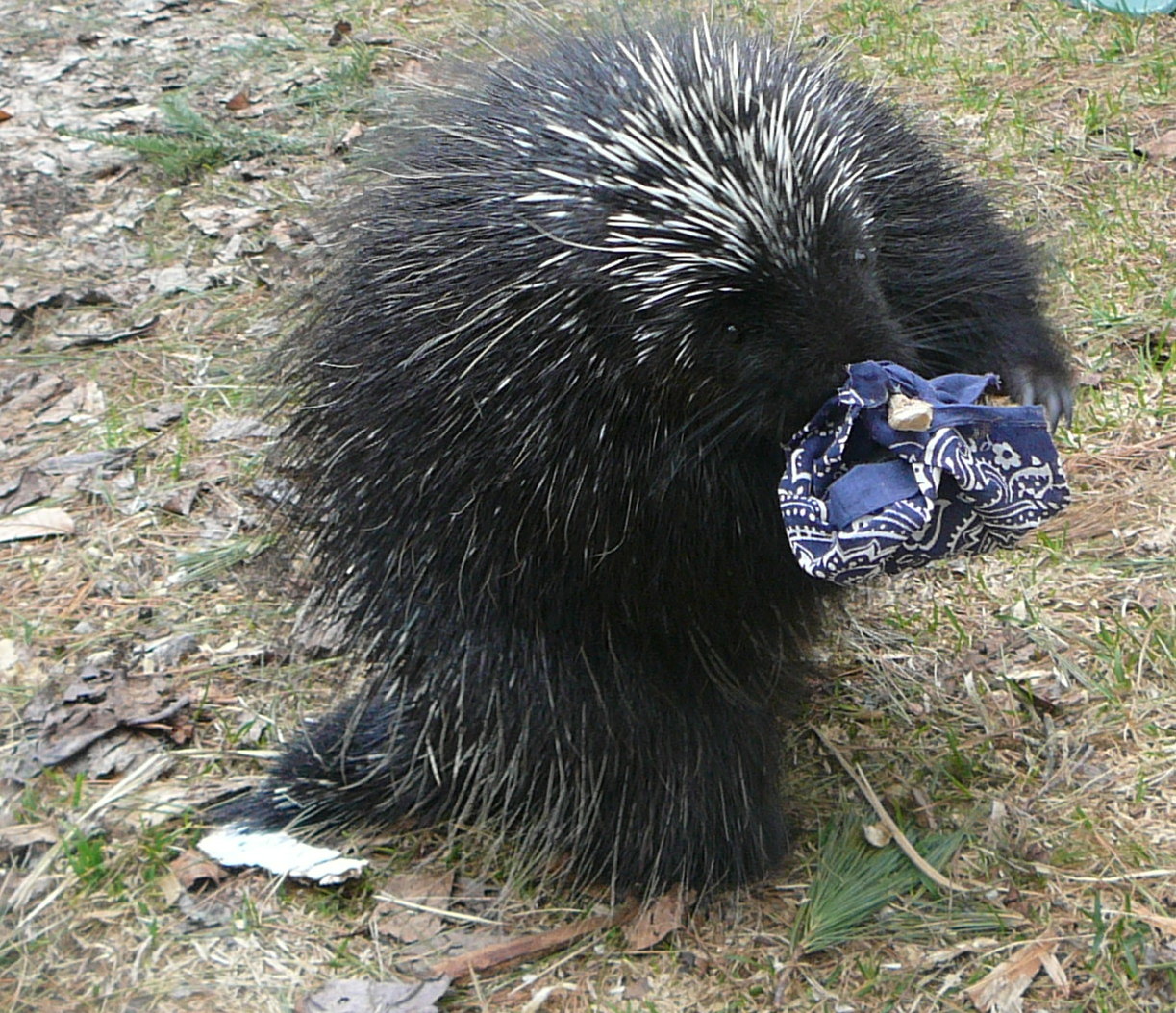 the fretful porpentine: Fretful and Dandelion the Dreadful