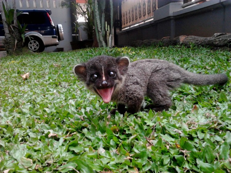 KAHURIPAN MUSANG LOVERS