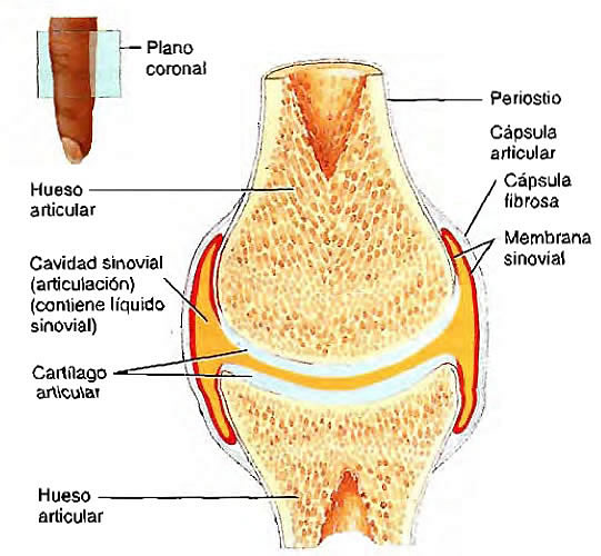 FISIOLOGÍA DEL EJERCICIO: CARTILAGO