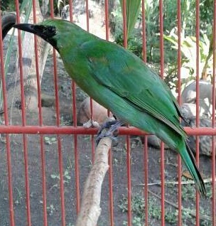 Ciri Cucak Ijo Jantan Yang Bagus