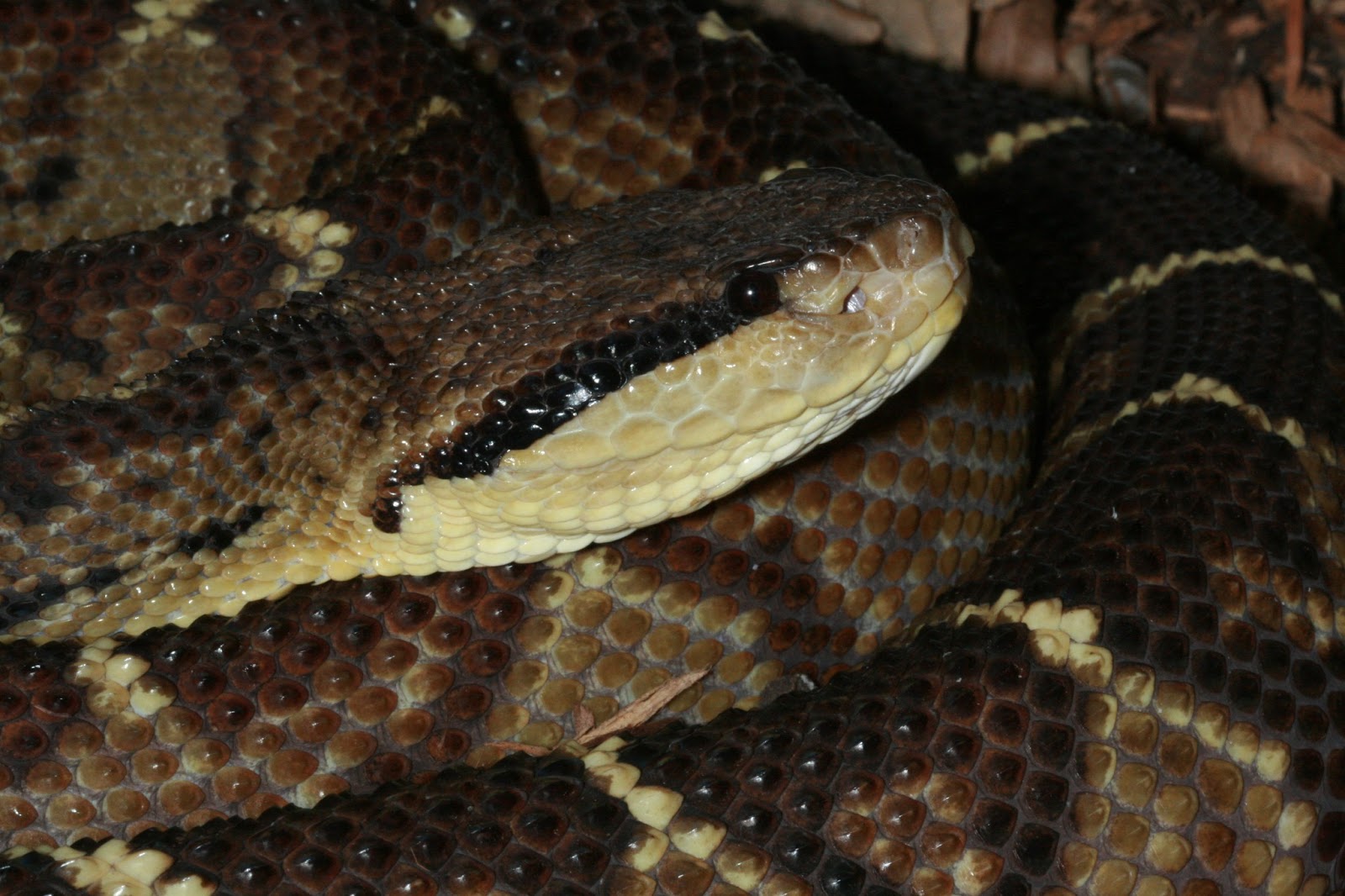 Serpent Research: Opossums, pitvipers, & venom resistance