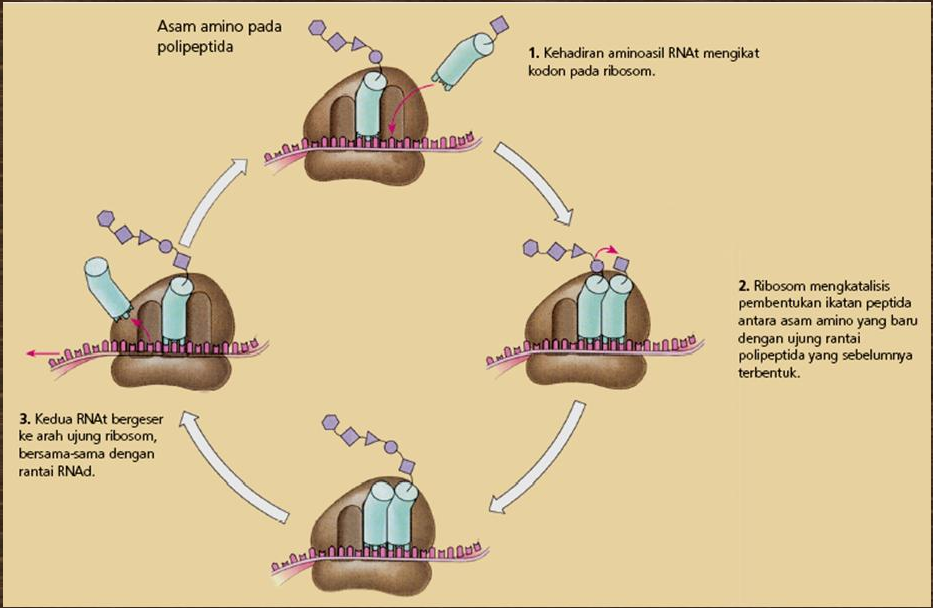 Mari Belajar,,,,,: Translasi