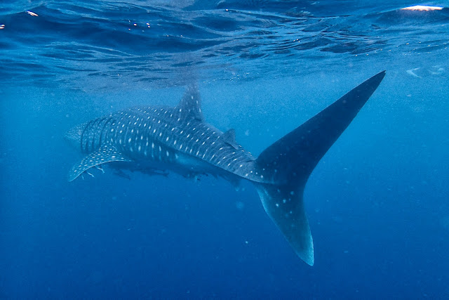 How you emergency?: vaal! hai! vaalhai!