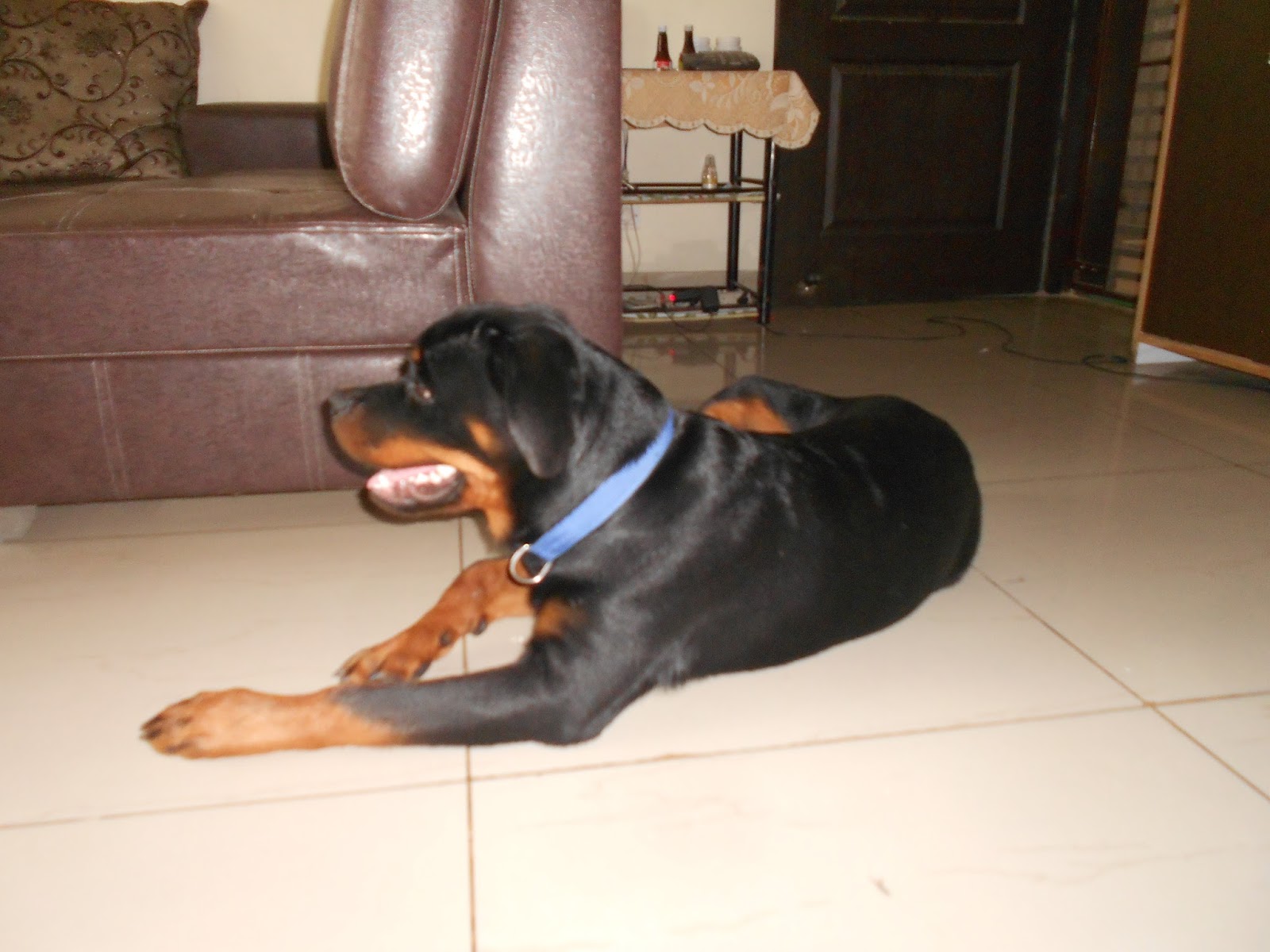 Leo - The Rottweiler: 6 Months Old Rottweiler Puppy Pics
