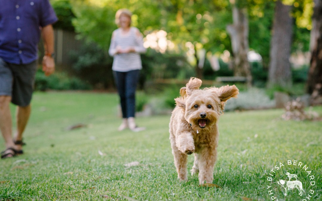 Houndwave 2017 Doggy Day Out - April 1