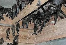 Anim Agro Technology: BURUNG WALIT - KENALI DIA (Part 1)