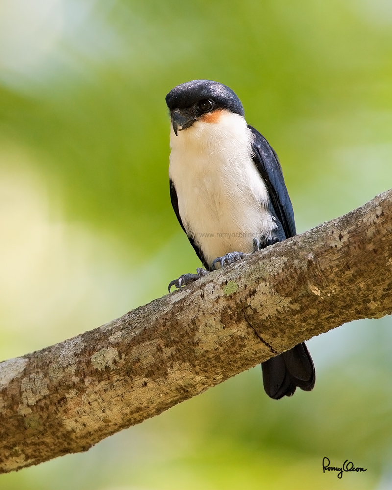 Romy Ocon's Wild Birds of the Philippines: Philippine Falconet