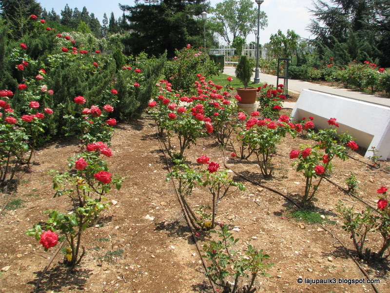 THROUGH THE LAND OF ISRAEL III: 'The Wohl Rose Park' or 'Gan Wohl L ...