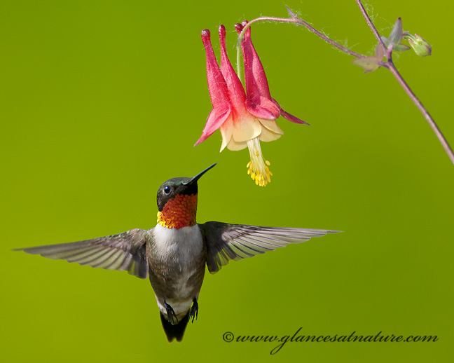 Creating a Hummingbird Habitat
