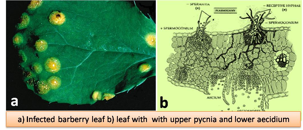 5 Stages in Life cycle of Puccinia